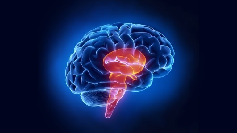 AP Psychology Study Resource: Cerebral Hemispheres Information - AP ...